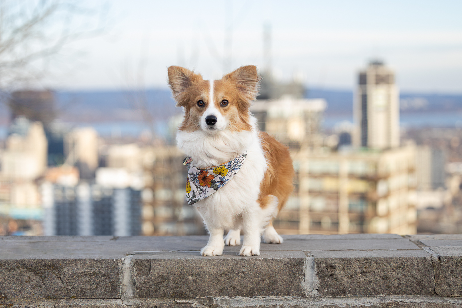 Pet Photography Benefits