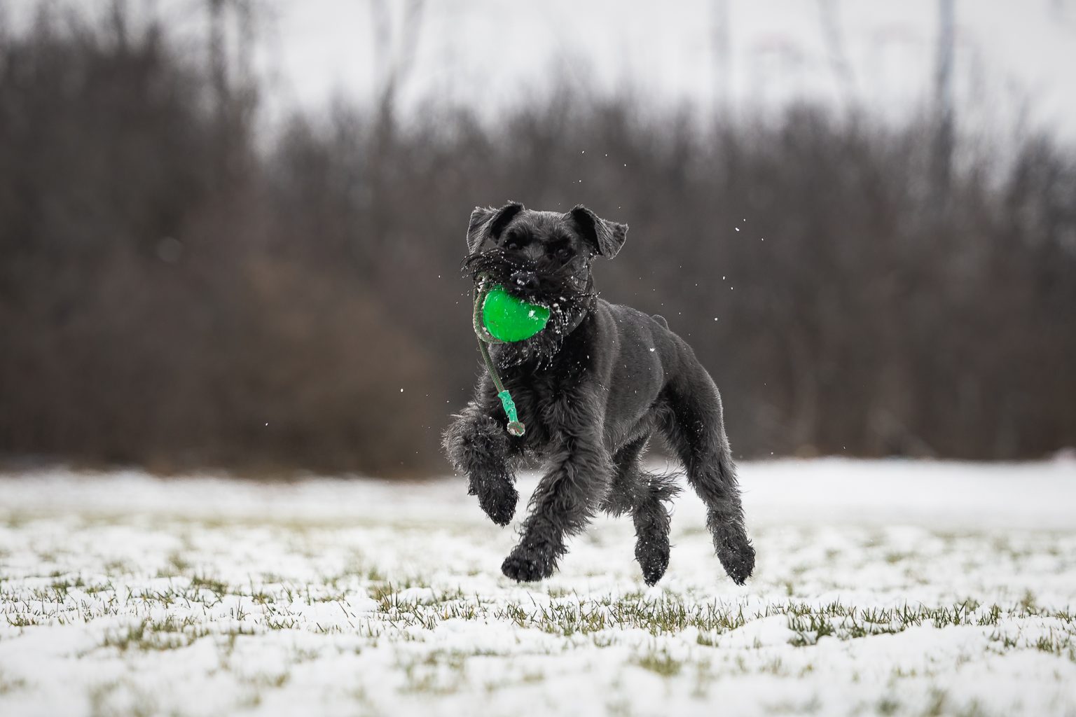 Picture of Dogs in Winter Wonderland