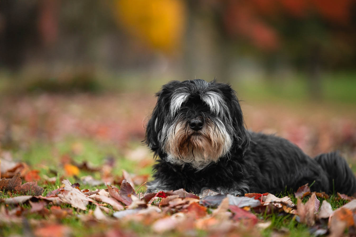 End Of Life Pet Photography in Ancaster
